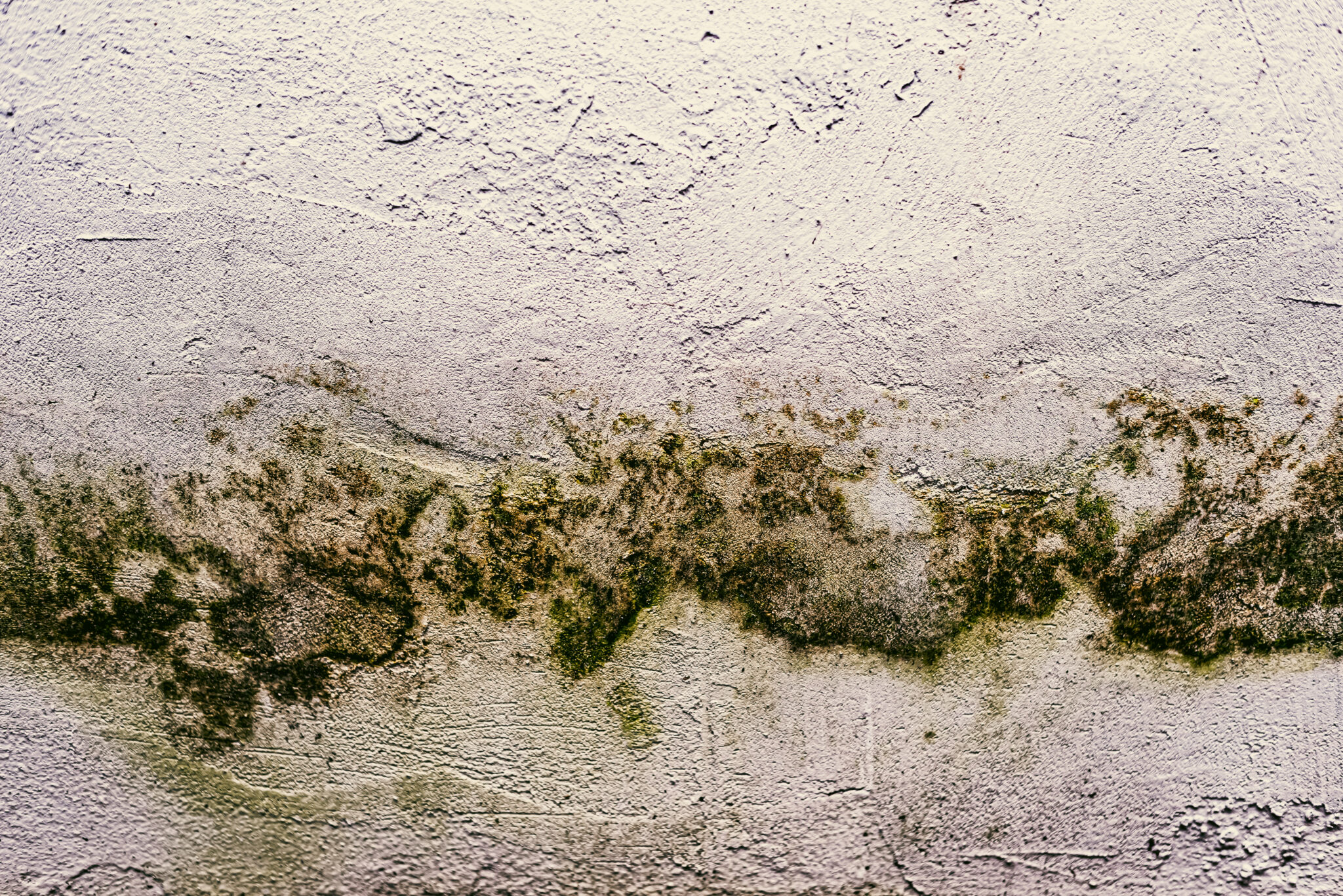 Damp Inspection Costs in the UK: What to Expect to Pay
